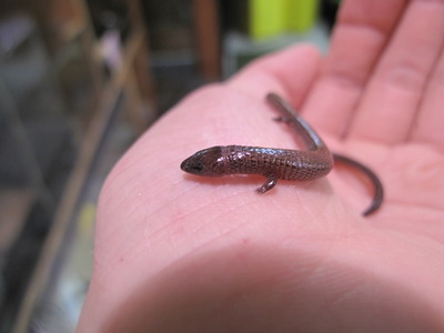 バキア来た！！反対から読んだらタキアキバ！！ : 爬虫類倶楽部大宮店公式ブログ