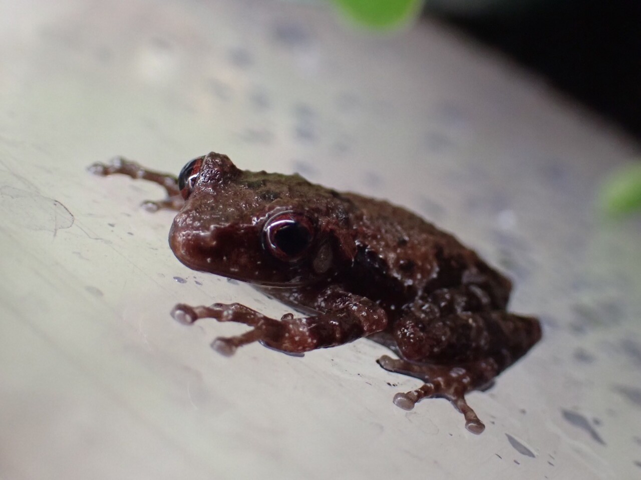 両生類新着！中国便ご紹介！！ : 爬虫類倶楽部大宮店公式ブログ