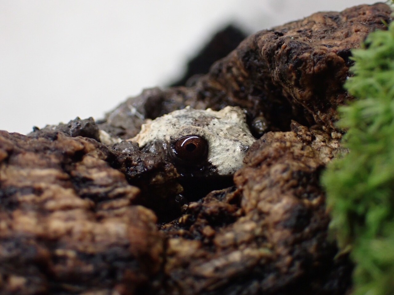 両生類新着！中国便ご紹介！！ : 爬虫類倶楽部大宮店公式ブログ