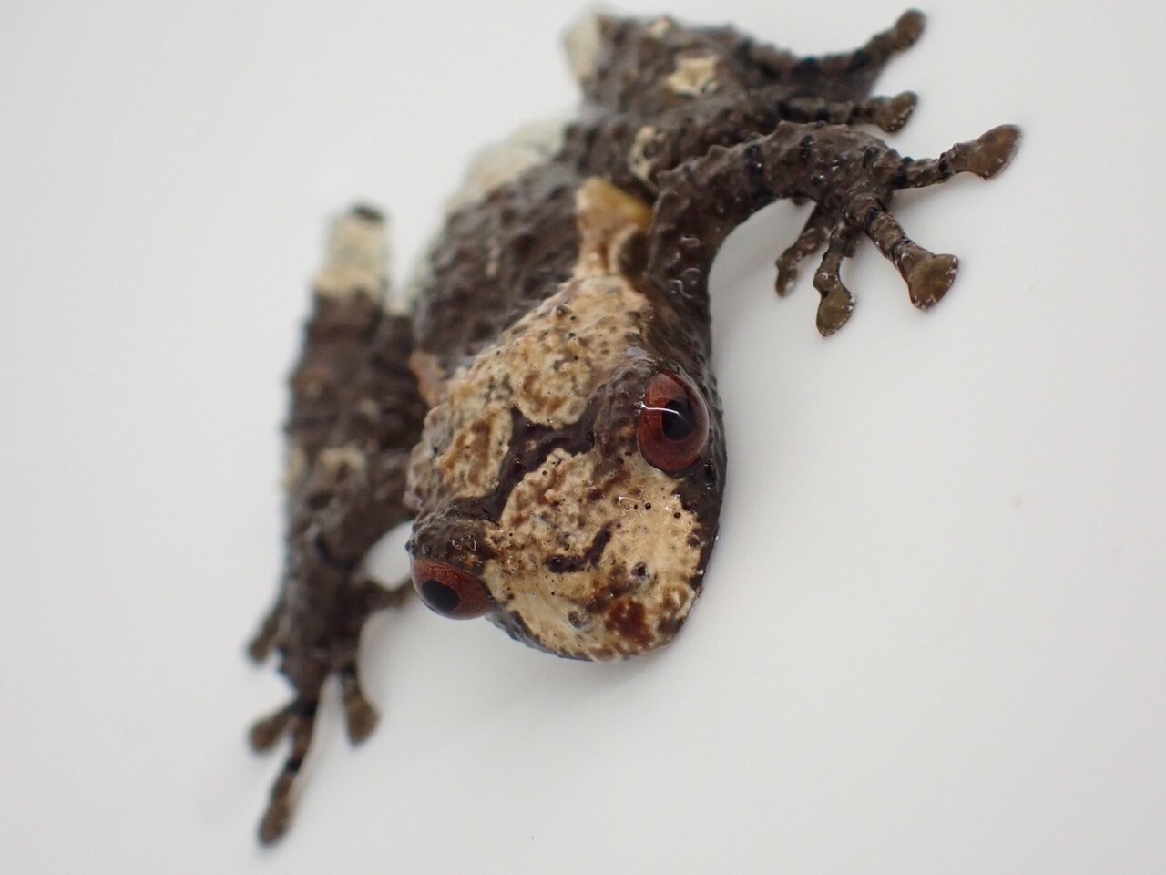 両生類新着！中国便ご紹介！！ : 爬虫類倶楽部大宮店公式ブログ