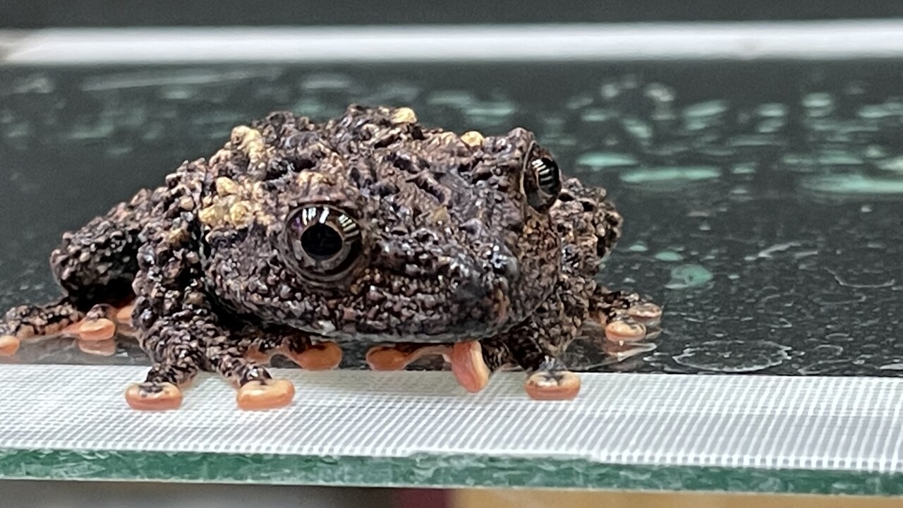 鱗を持つカエル！？レプローサムコケガエルきました！ : 爬虫類倶楽部大宮店公式ブログ