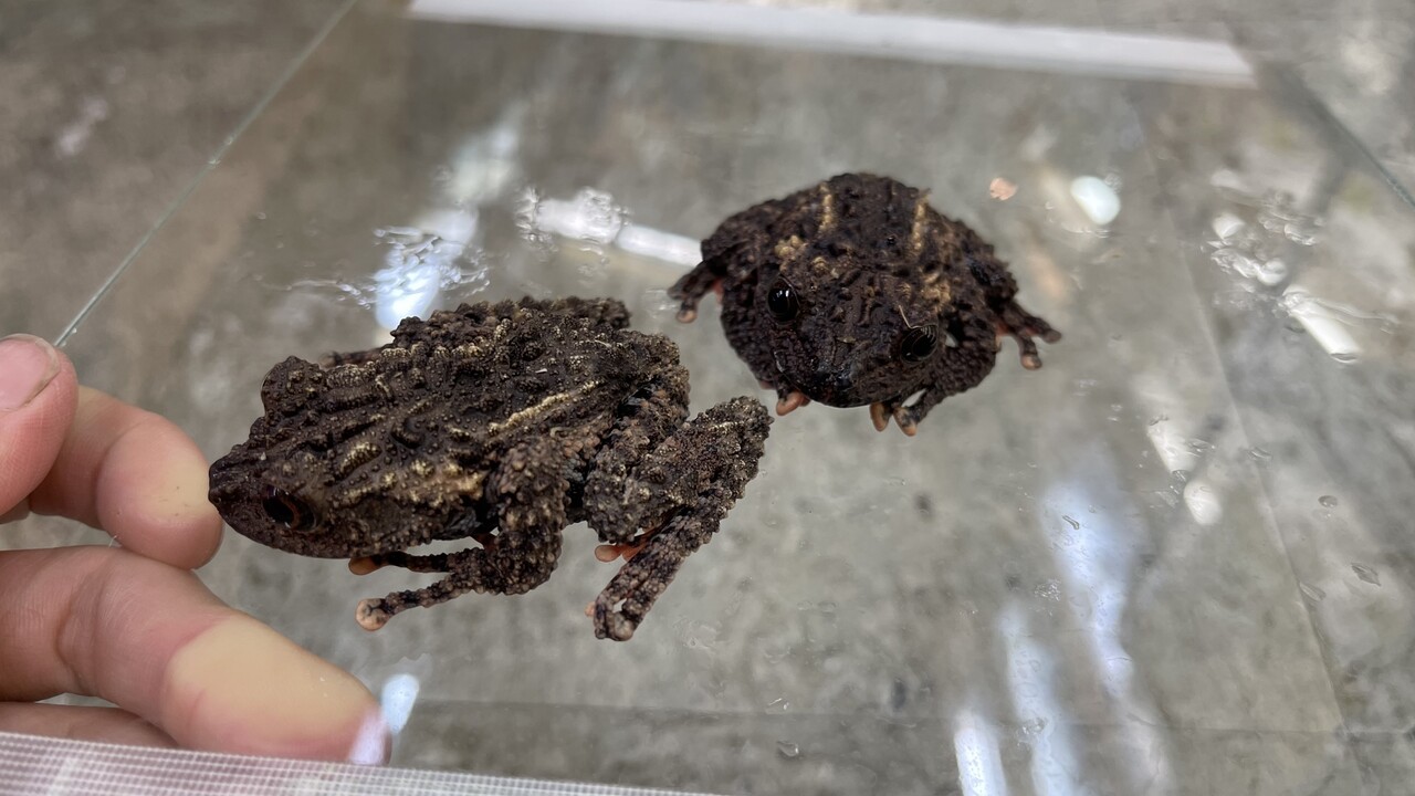 鱗を持つカエル！？レプローサムコケガエルきました！ : 爬虫類倶楽部大宮店公式ブログ