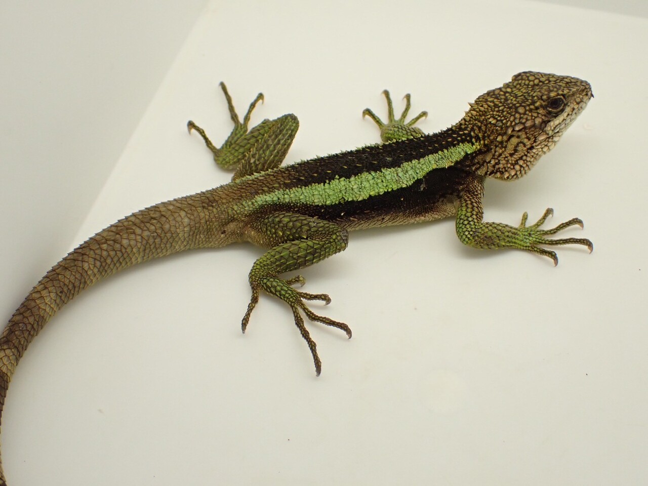トカゲ新着！ キノボリトカゲやマレーシア＋α : 爬虫類倶楽部大宮店公式ブログ