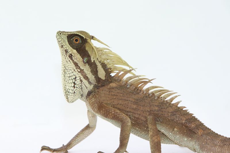 爬虫類倶楽部仙台店ブログ : 【新入荷！！】ナタリア！フトアゴ”ゼロ”！メキブラ！等