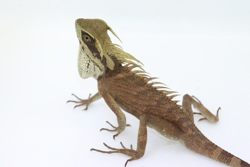 爬虫類倶楽部仙台店ブログ : 【新入荷！！】ナタリア！フトアゴ”ゼロ”！メキブラ！等