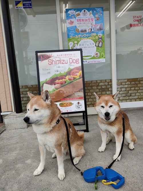 Shimizu Dog 2 : 柴犬トキまるタカまる12歳