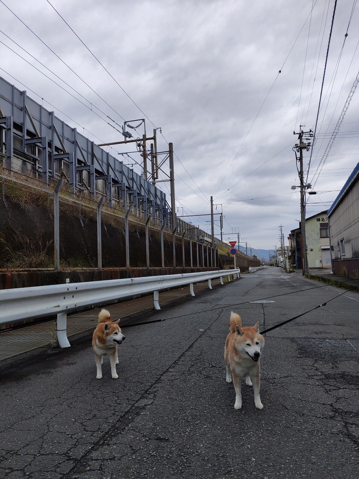 Shimizu Dog 2 : 柴犬トキまるタカまる12歳