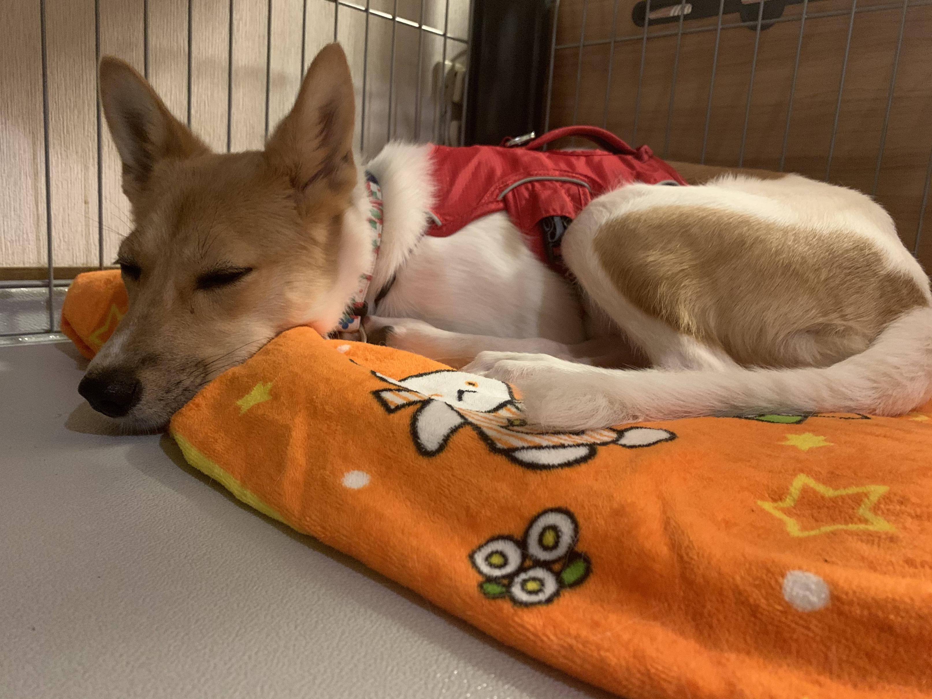 ワイ、保護犬を迎え入れる:ハムスター速報