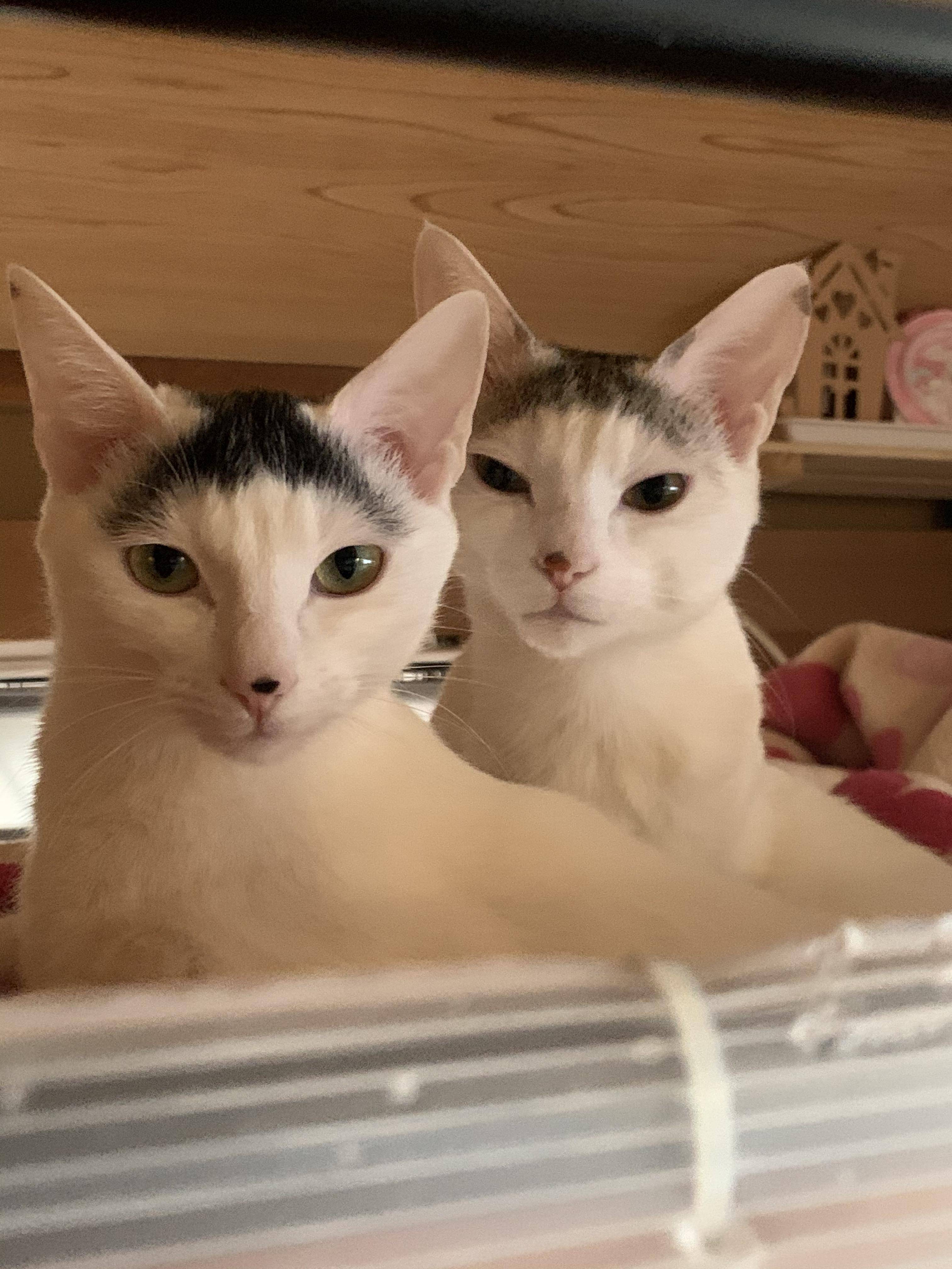 ワイ、保護犬を迎え入れる:ハムスター速報