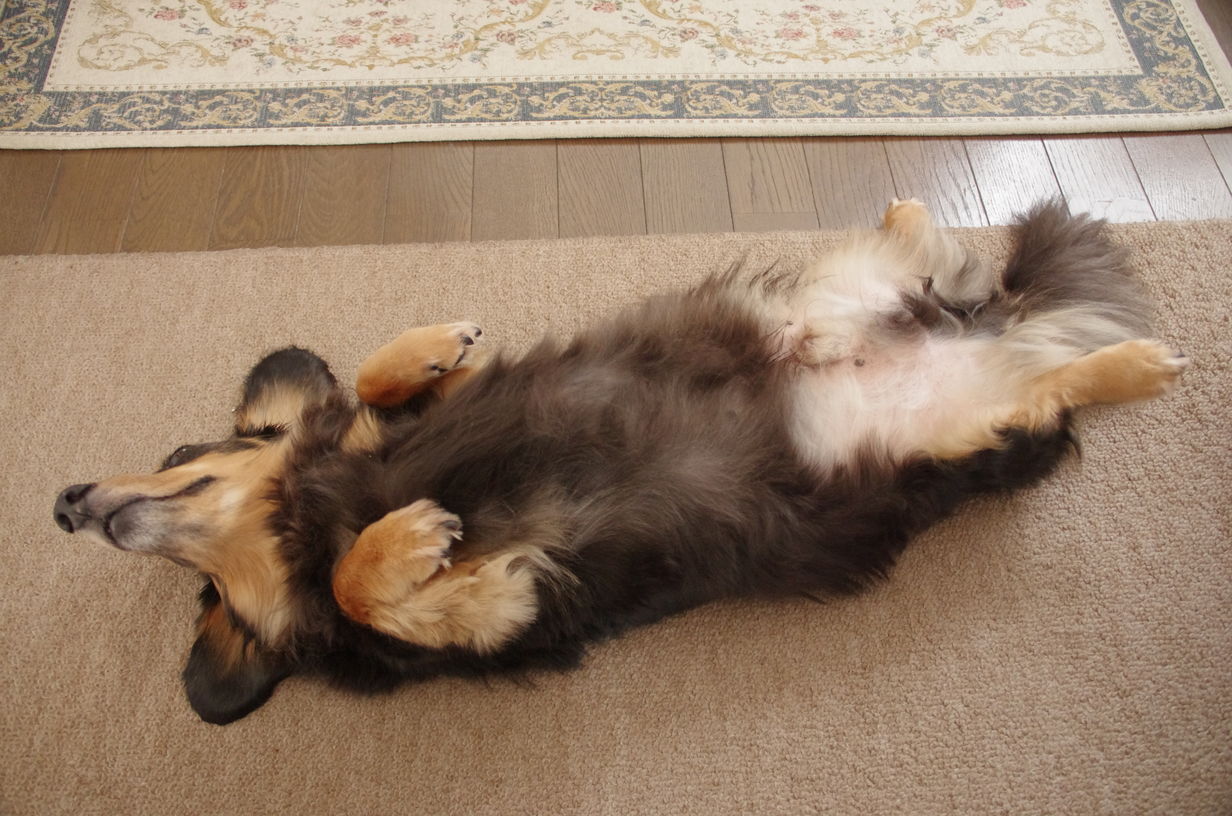 ワイ、保護犬を迎え入れる:ハムスター速報