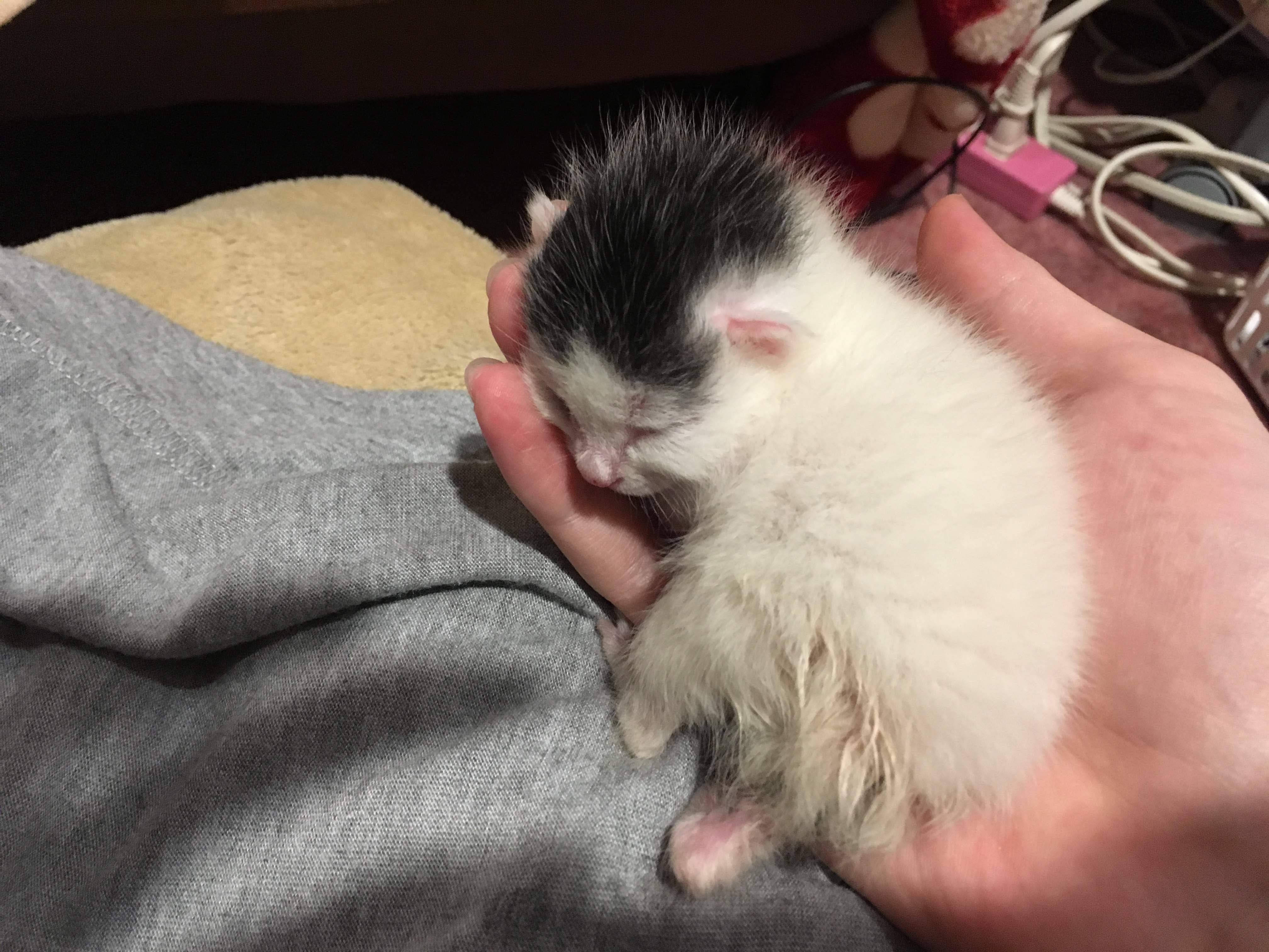 ワイ、保護犬を迎え入れる:ハムスター速報