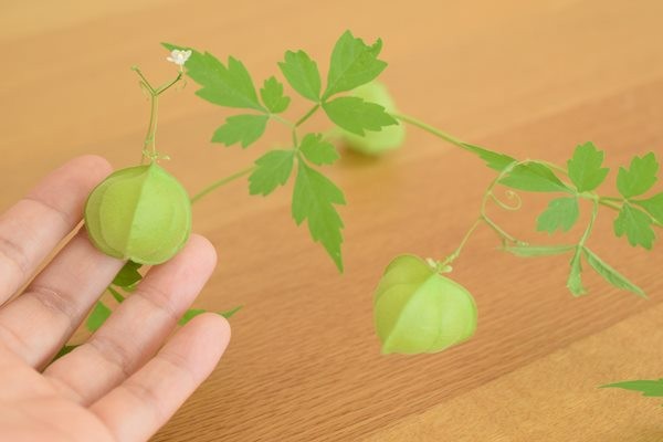 ダイソー】種から育てた「風船かずら(ふうせんかずら)」が ダイソー】種から育てた「風船かずら(ふうせんかずら)」が