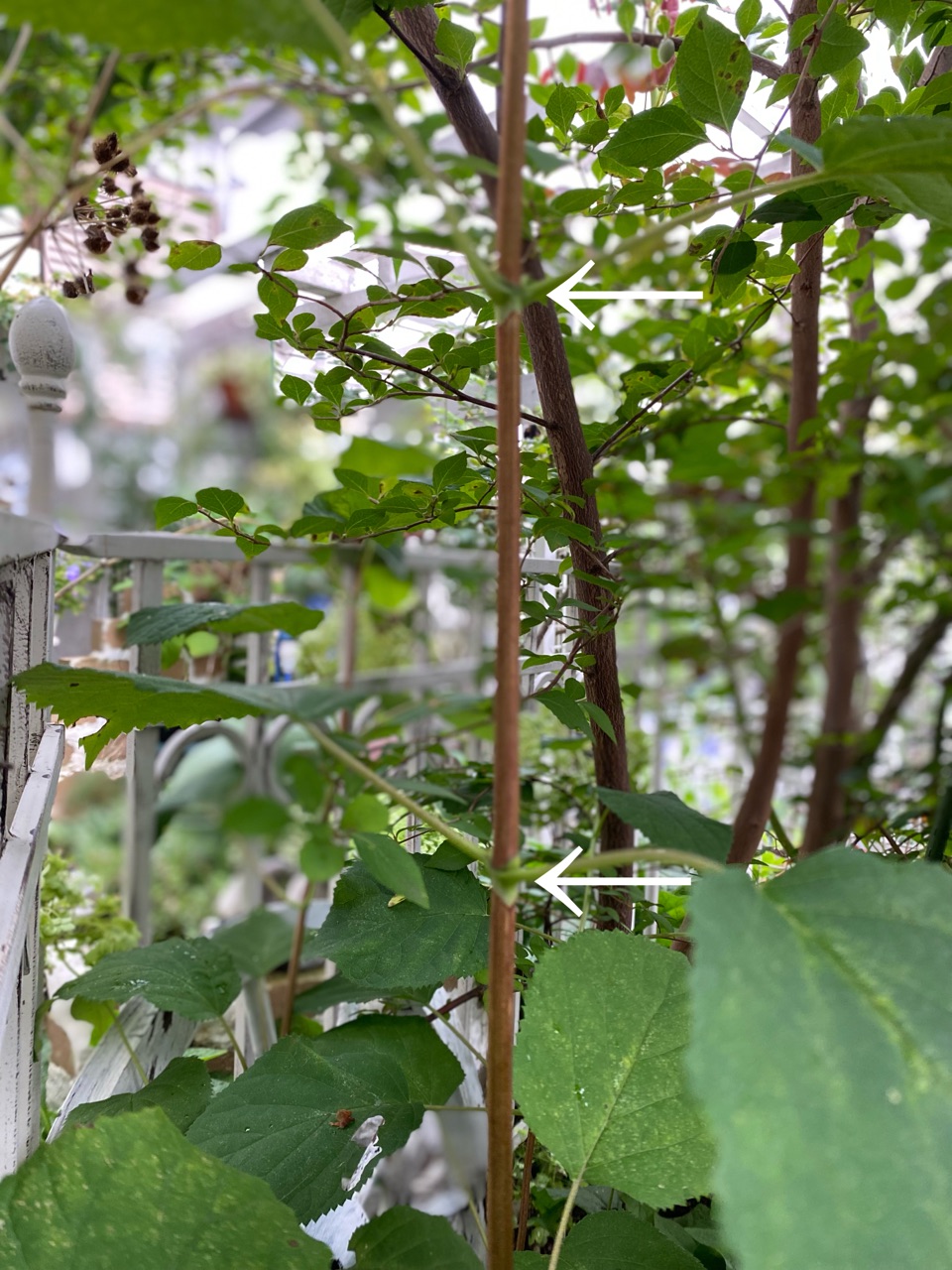 紫陽花の挿し木をしました~挿し木のコツ~ : のばらの 紫陽花の挿し木をしました~挿し木のコツ~ : のばらの