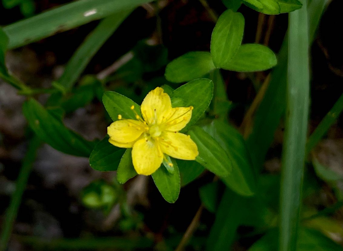 オトギリソウ属の仲間 : 花の名残り