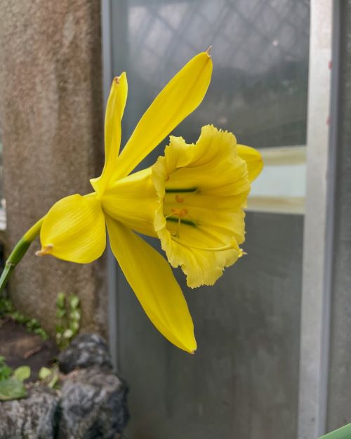 パラモンガイア・ウェベルバウエリ : 花の名残り