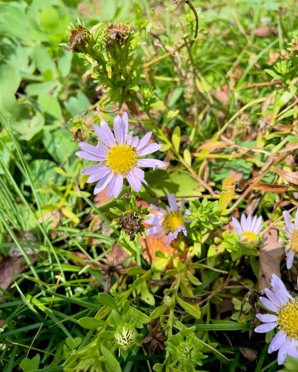 浜辺野菊（はまべのぎく） : 花の名残り