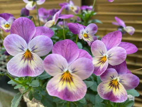 ＊体調不良の原因…💦&好みも変わるお年頃…(^m^) : はなtokidokiねこ～半日陰の気まぐれDIYガーデン～