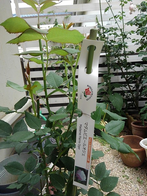 バラ図鑑】マダム･ピエール･オジェ : はなtokidokiねこ～半日陰の気まぐれDIYガーデン～