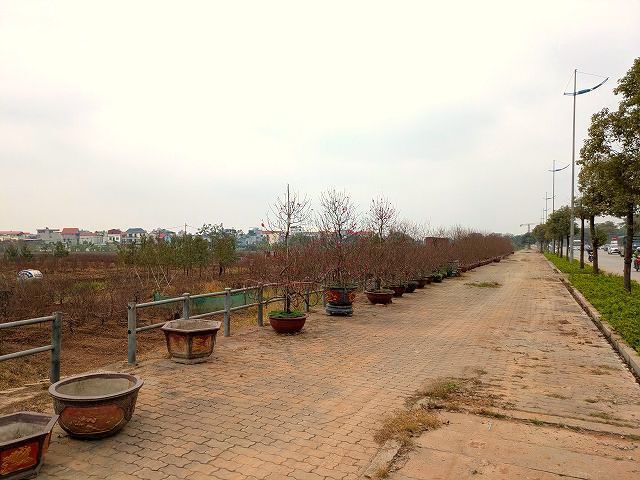 歩道の「桃の木」屋さんが開店！「金柑の木」と合わせてテトには欠かせない縁起物です。 : ハノイでまったり生きてます(ΦωΦ)