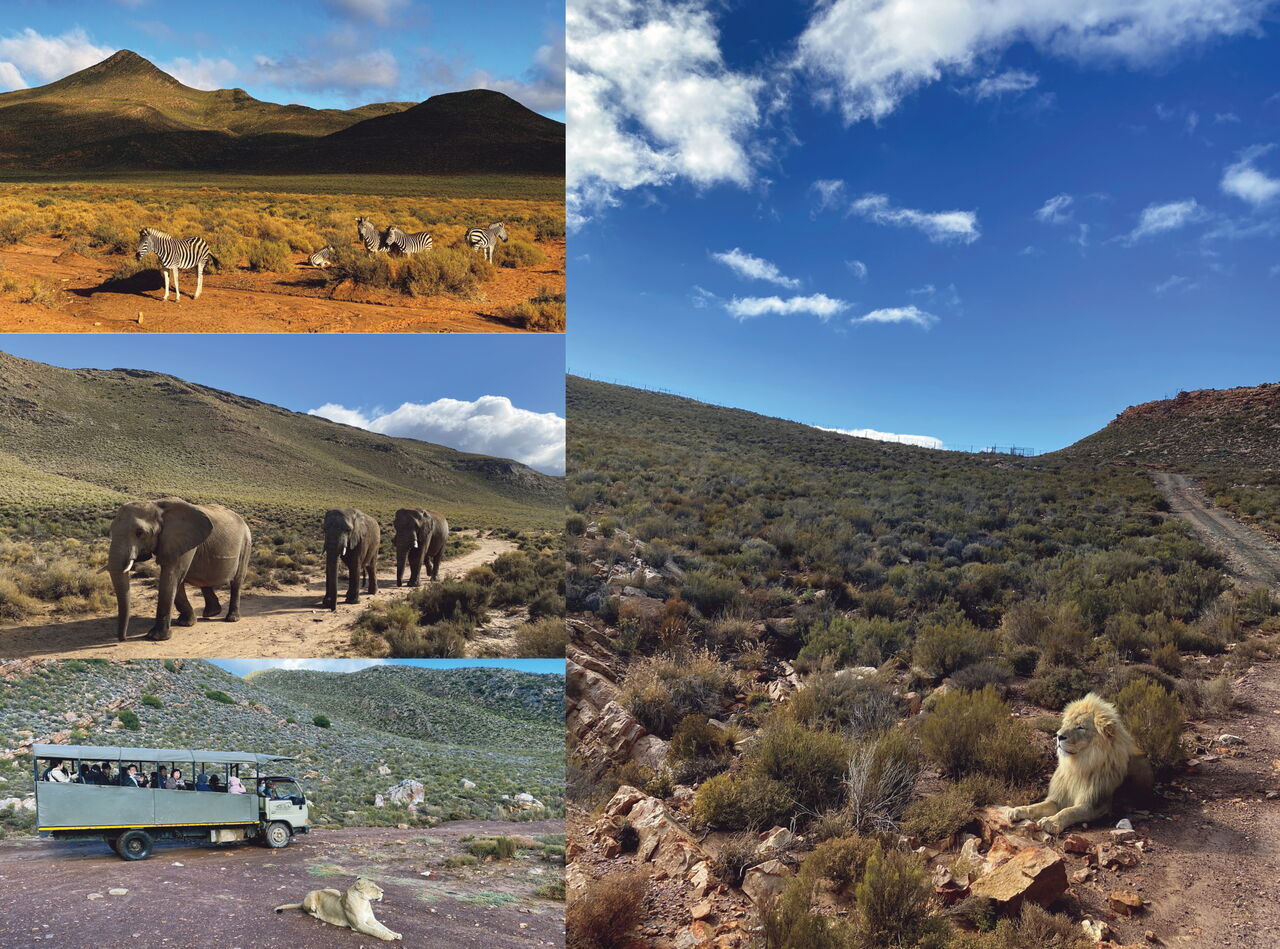 南アフリカツアーに行ってきました : シヌマDEシネマ／ハリー東森