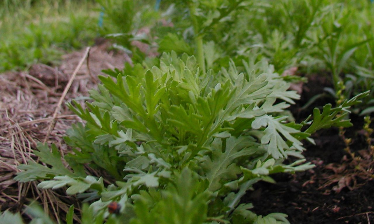 畑deキッチン - natural farming - : SHUNGIKU しゅんぎく