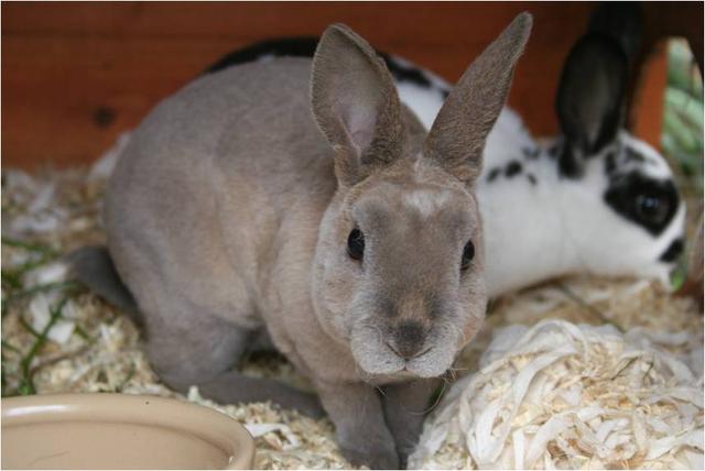 ARBA公認品種 No.33 ミニレッキス（Mini Rex） : ウサコッツ飼育日記