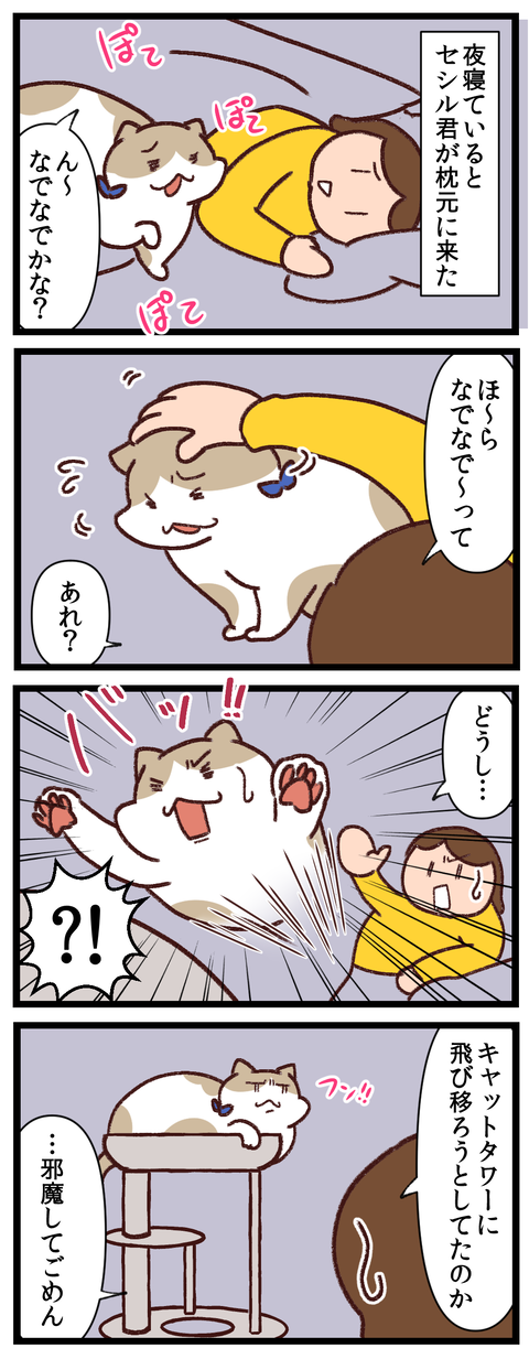 邪魔するつもりはなかったんだよ… : ぼく、猫なんで★ブリティッシュショートヘア・セシル君との毎日