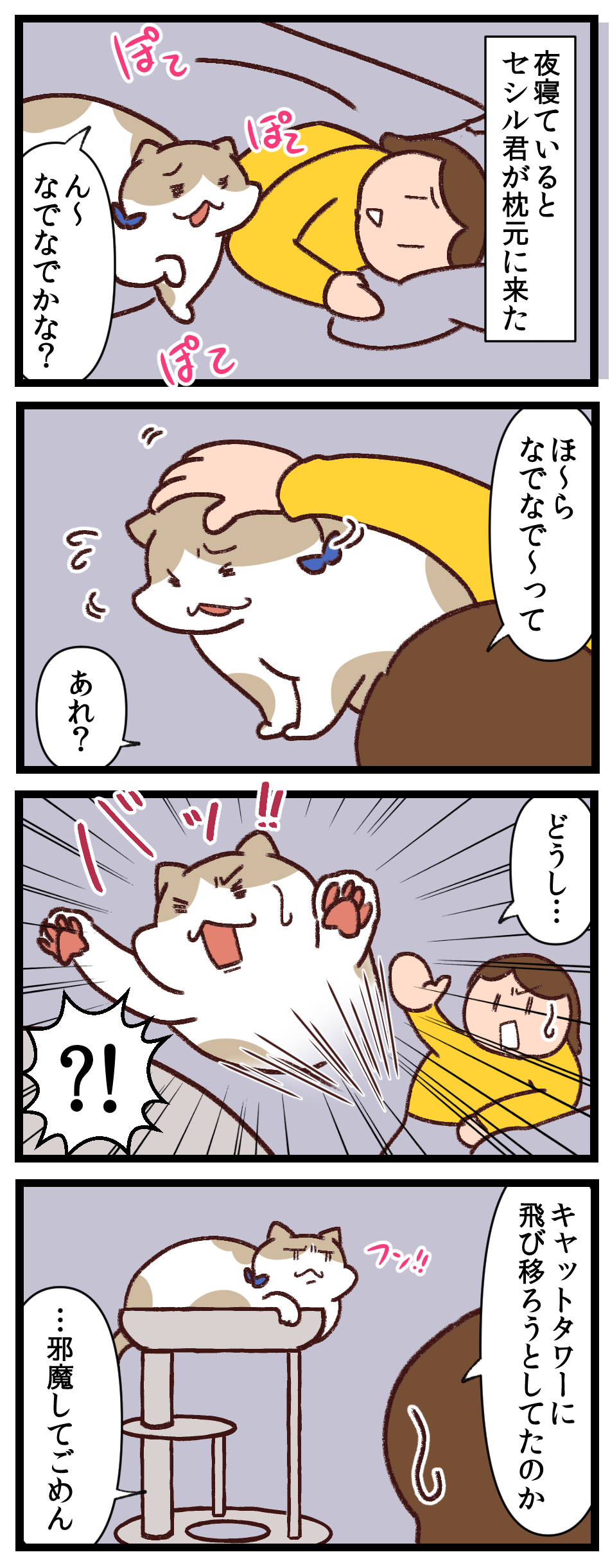 邪魔するつもりはなかったんだよ… : ぼく、猫なんで★ブリティッシュショートヘア・セシル君との毎日