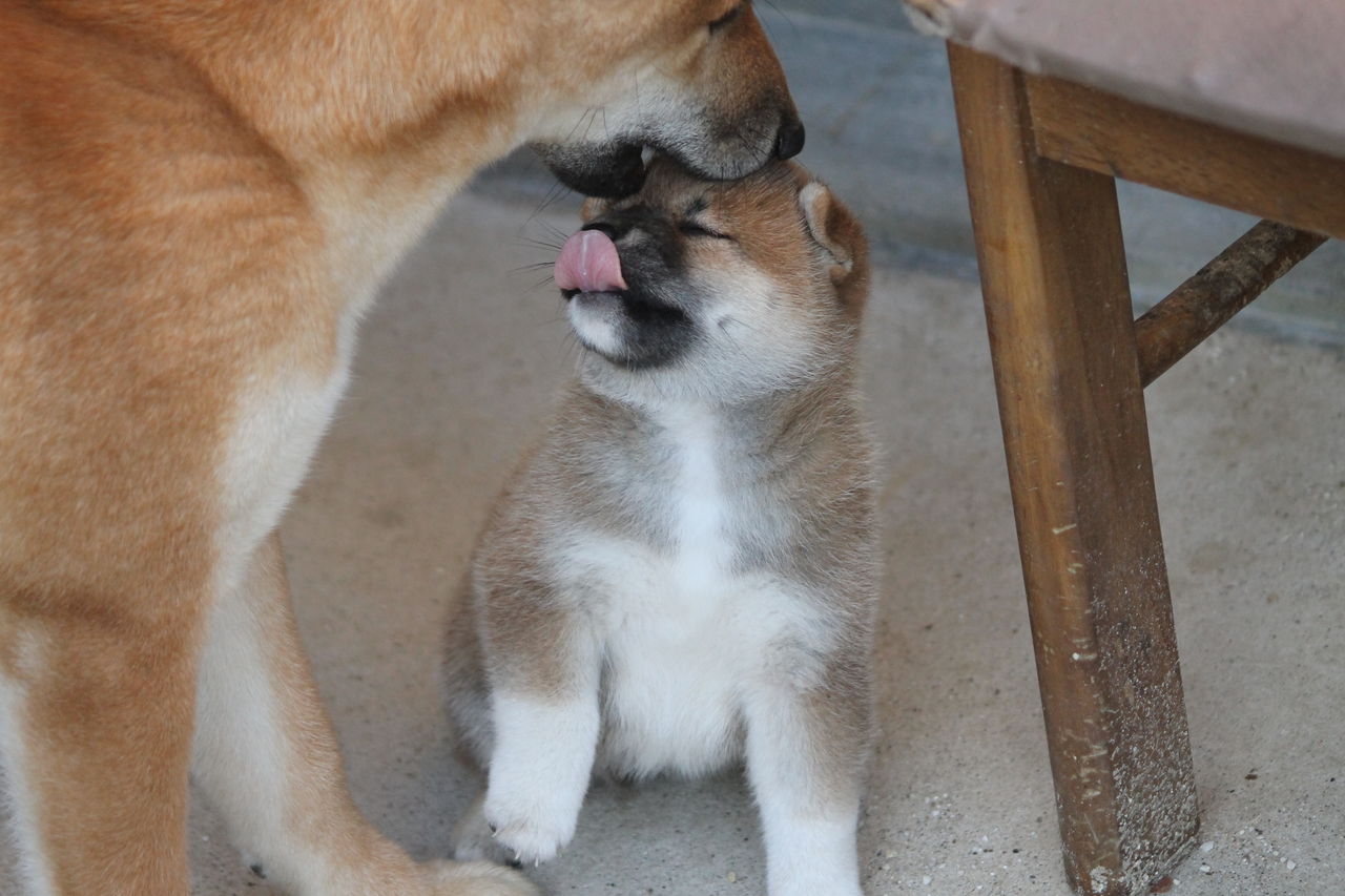 Fat Shibe with a hat | aww | Pinterest | Shiba Inu, Hats and We