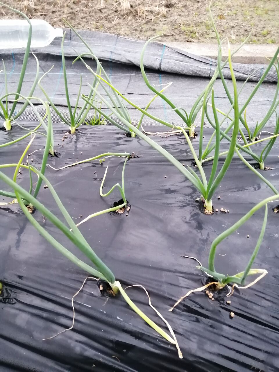 2019年12月 : 栗東のおっさんがいく