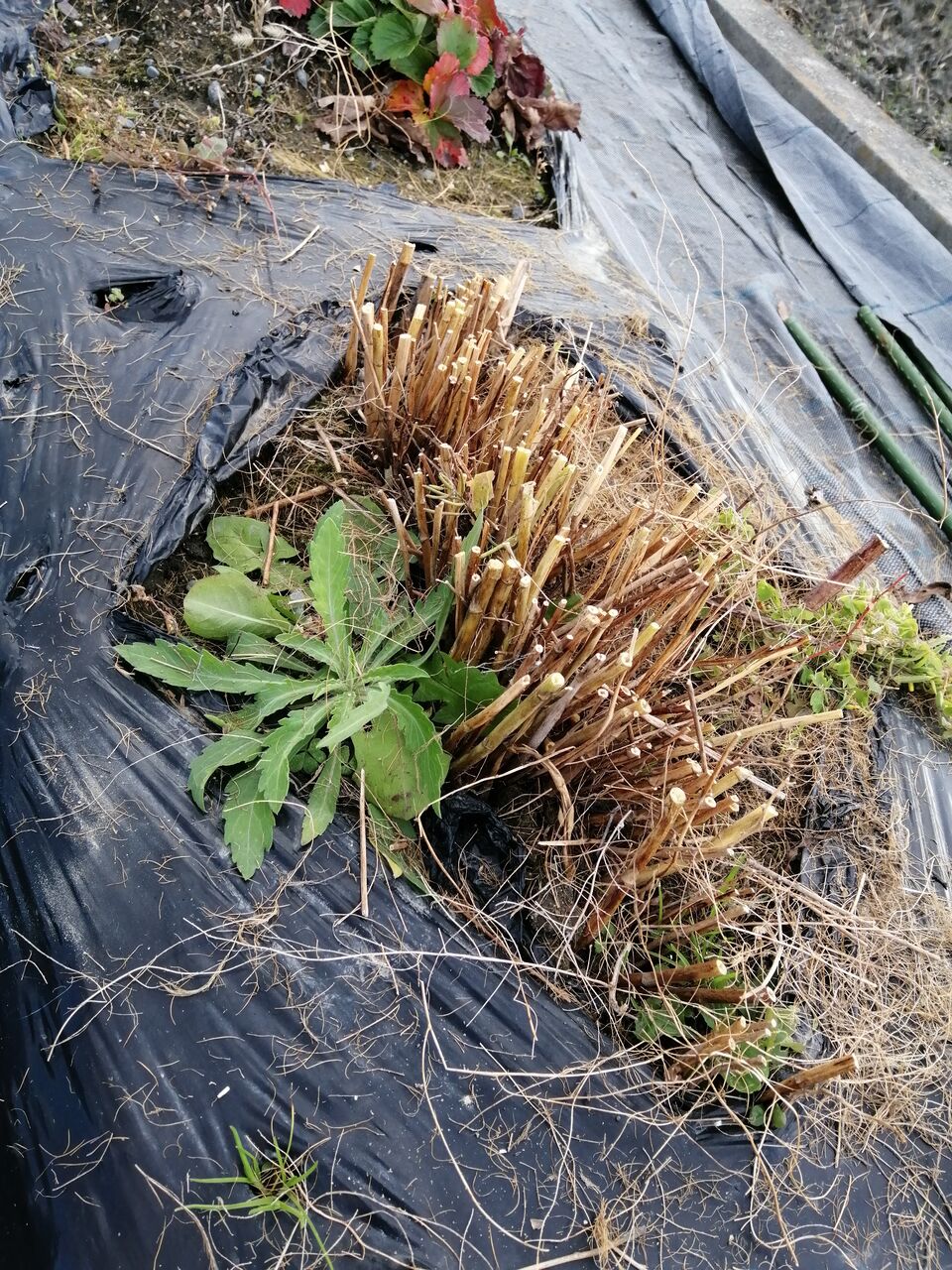 2019年12月 : 栗東のおっさんがいく