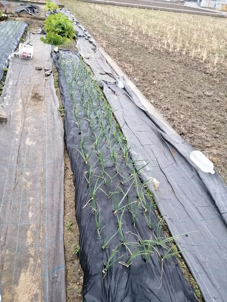 2019年12月 : 栗東のおっさんがいく