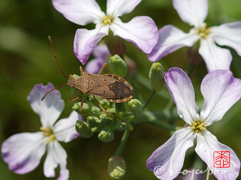 カメムシ : ベランダの訪問者たち