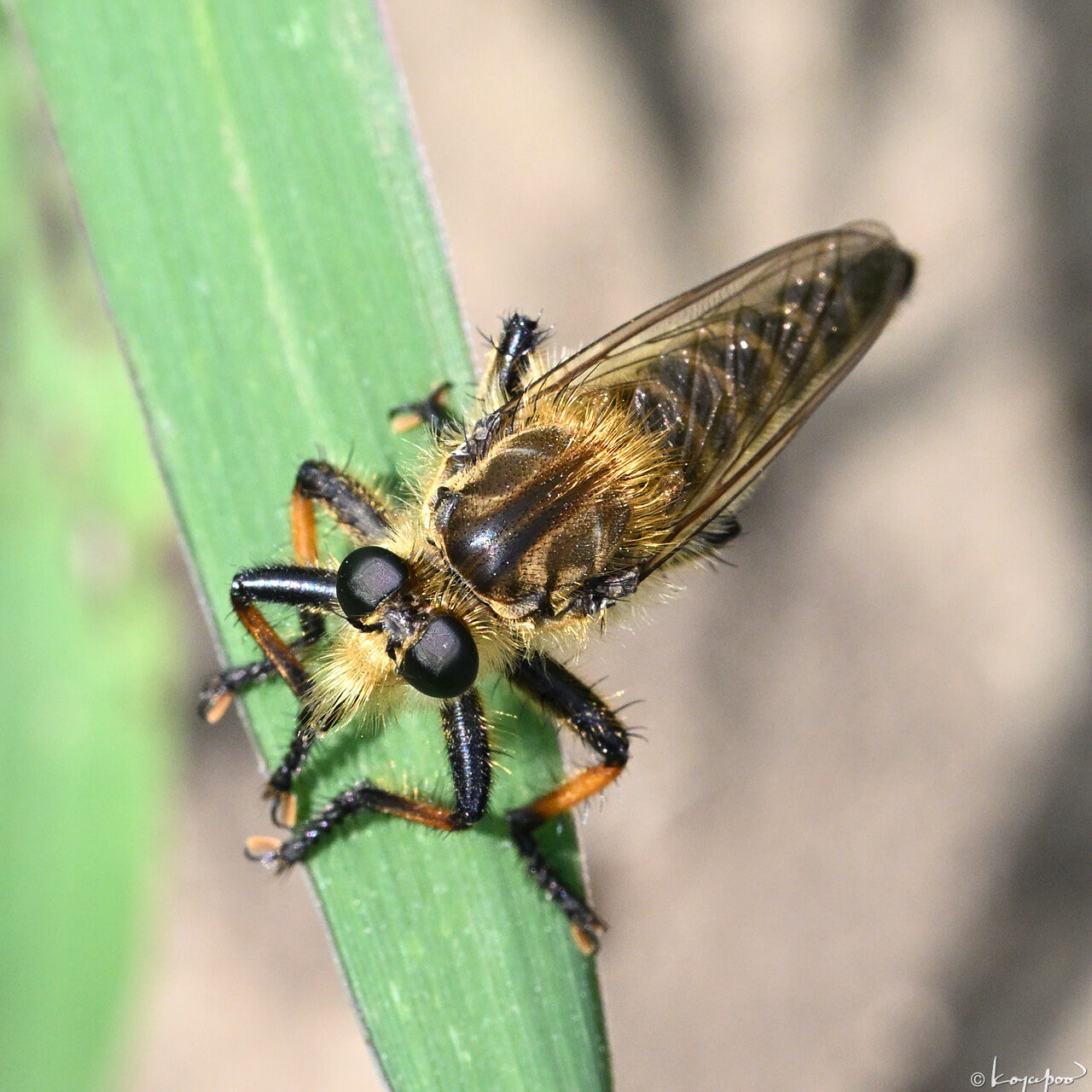 アブ : ベランダの訪問者たち