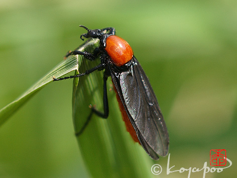 ハエ : ベランダの訪問者たち