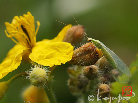 クサカゲロウ : ベランダの訪問者たち