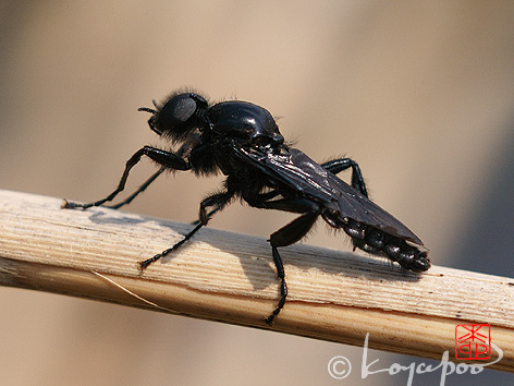 ハエ : ベランダの訪問者たち