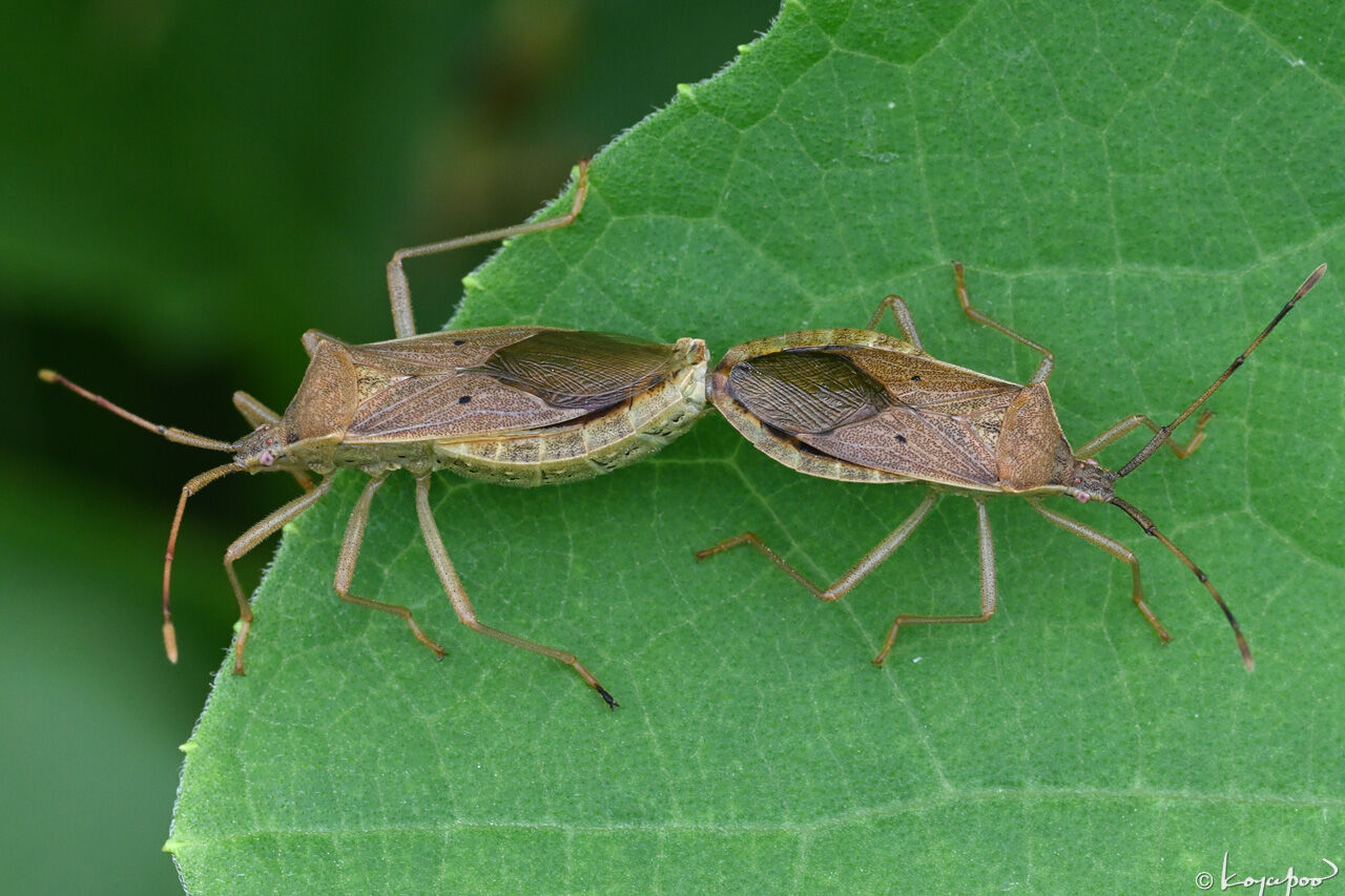 カメムシ : ベランダの訪問者たち