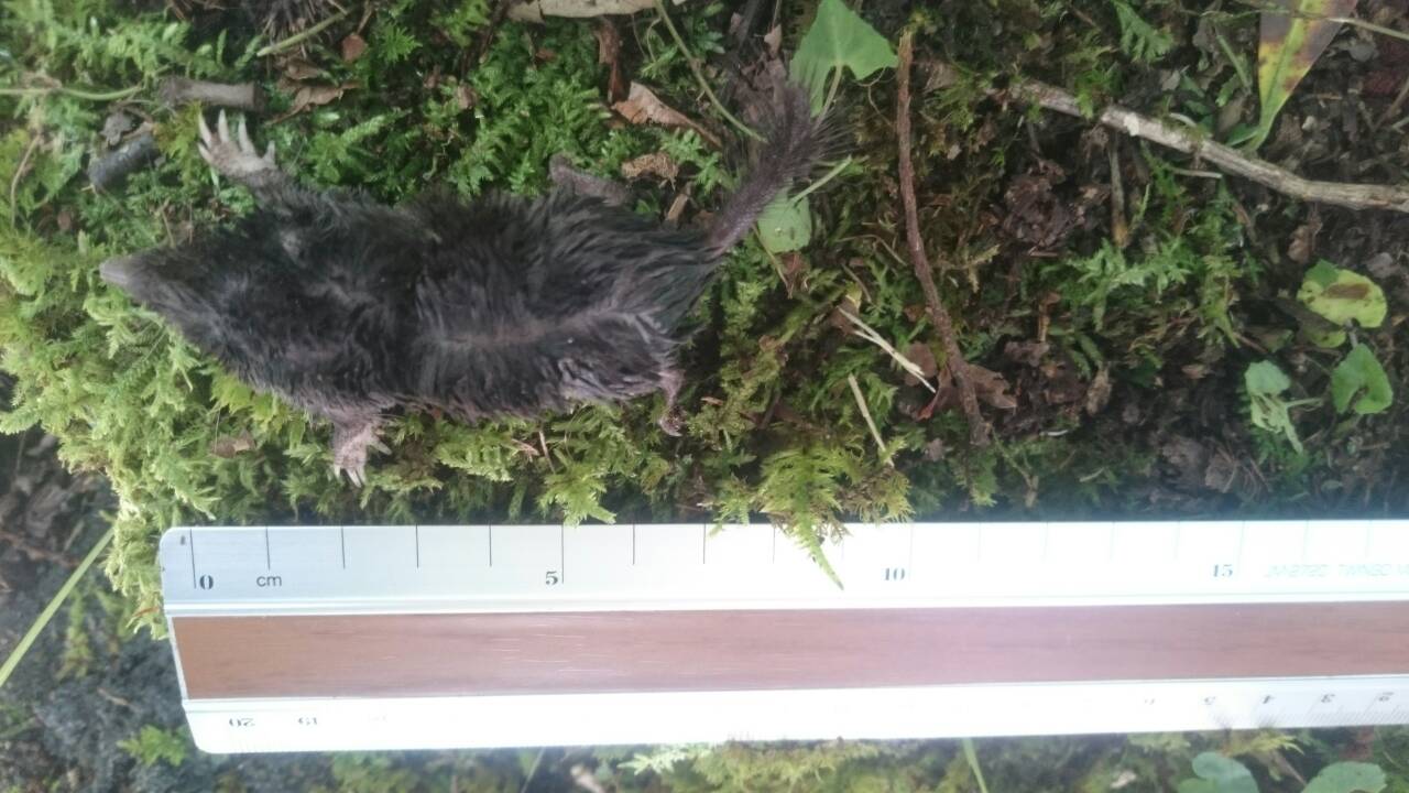 ヒミズUrotrichus talpoides : 富士山麓の自然