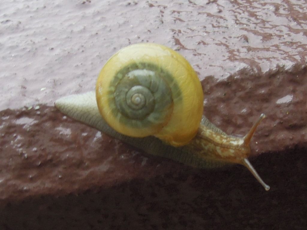 ミスジマイマイ フタツメカワゲラ属（Neoperla sp.） : 富士山麓の自然