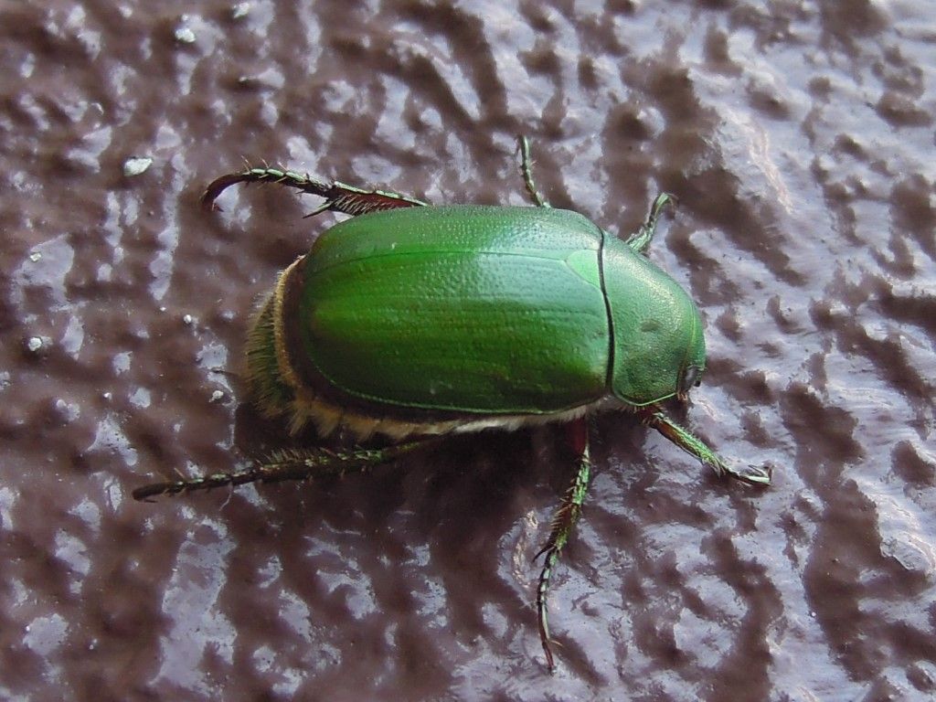 ガムシHydrophilus acuminatus アオドウガネAnomala albopilosa : 富士山麓の自然