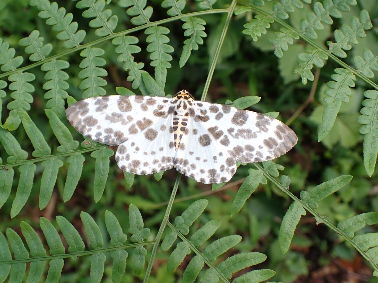 オオゴマダラエダシャク Parapercnia giraffata (Guenée, 1857) : 富士山麓の自然