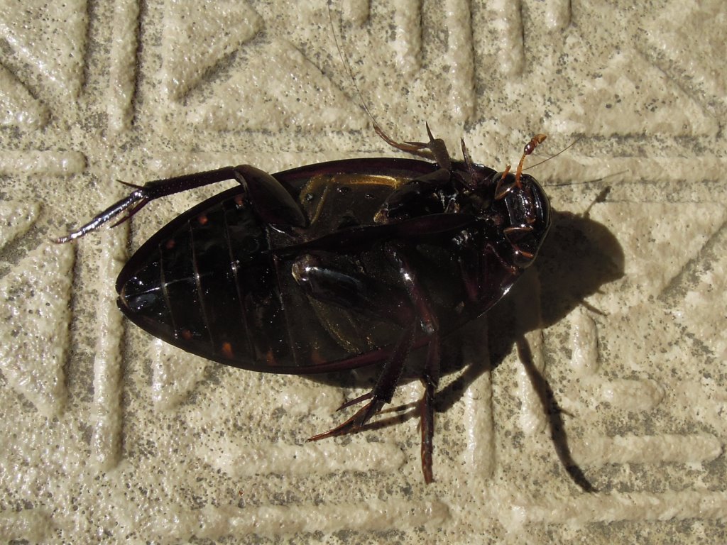 ガムシHydrophilus acuminatus アオドウガネAnomala albopilosa : 富士山麓の自然