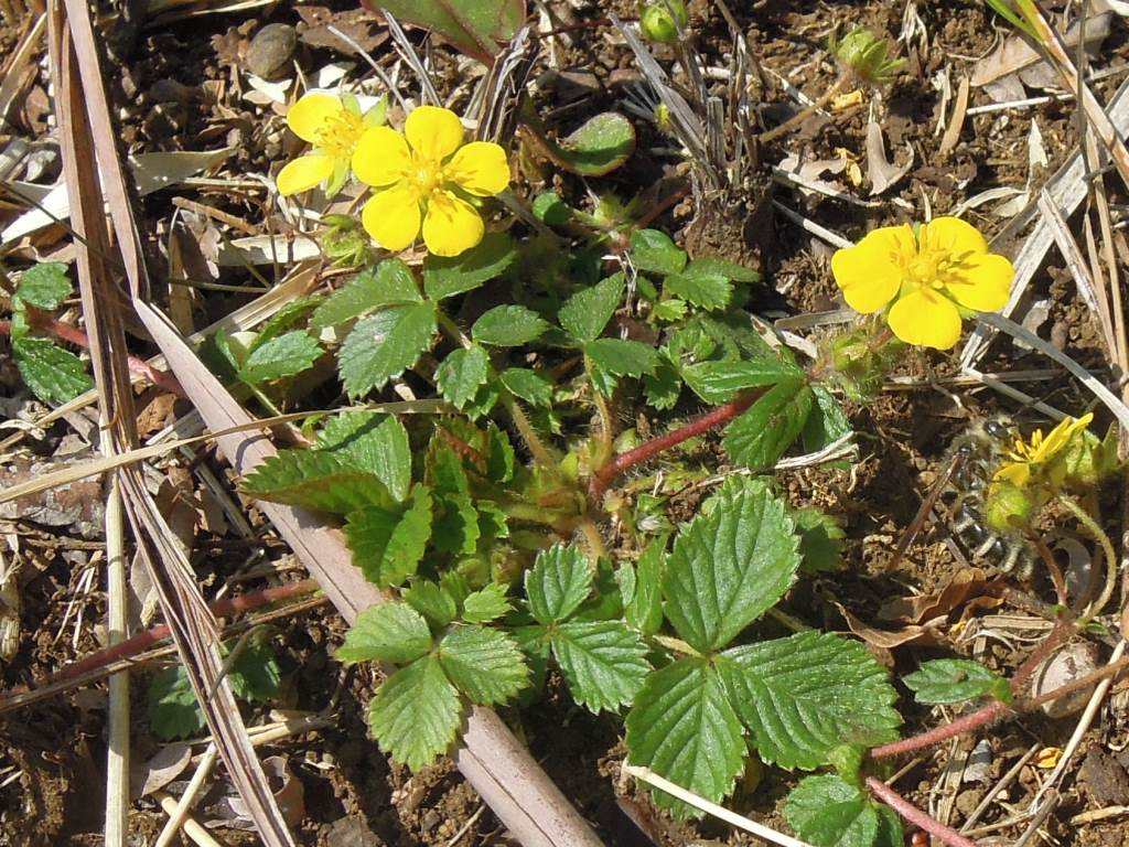八重のキジムシロPotentilla fragarioides : 富士山麓の自然