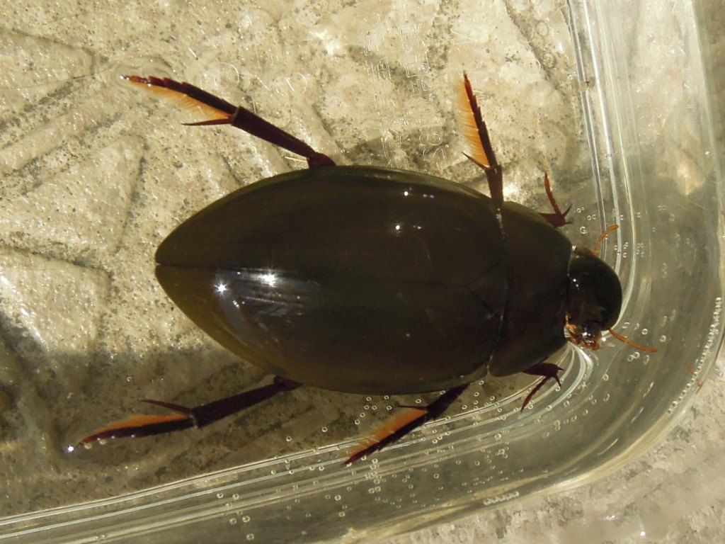 ガムシHydrophilus acuminatus アオドウガネAnomala albopilosa : 富士山麓の自然