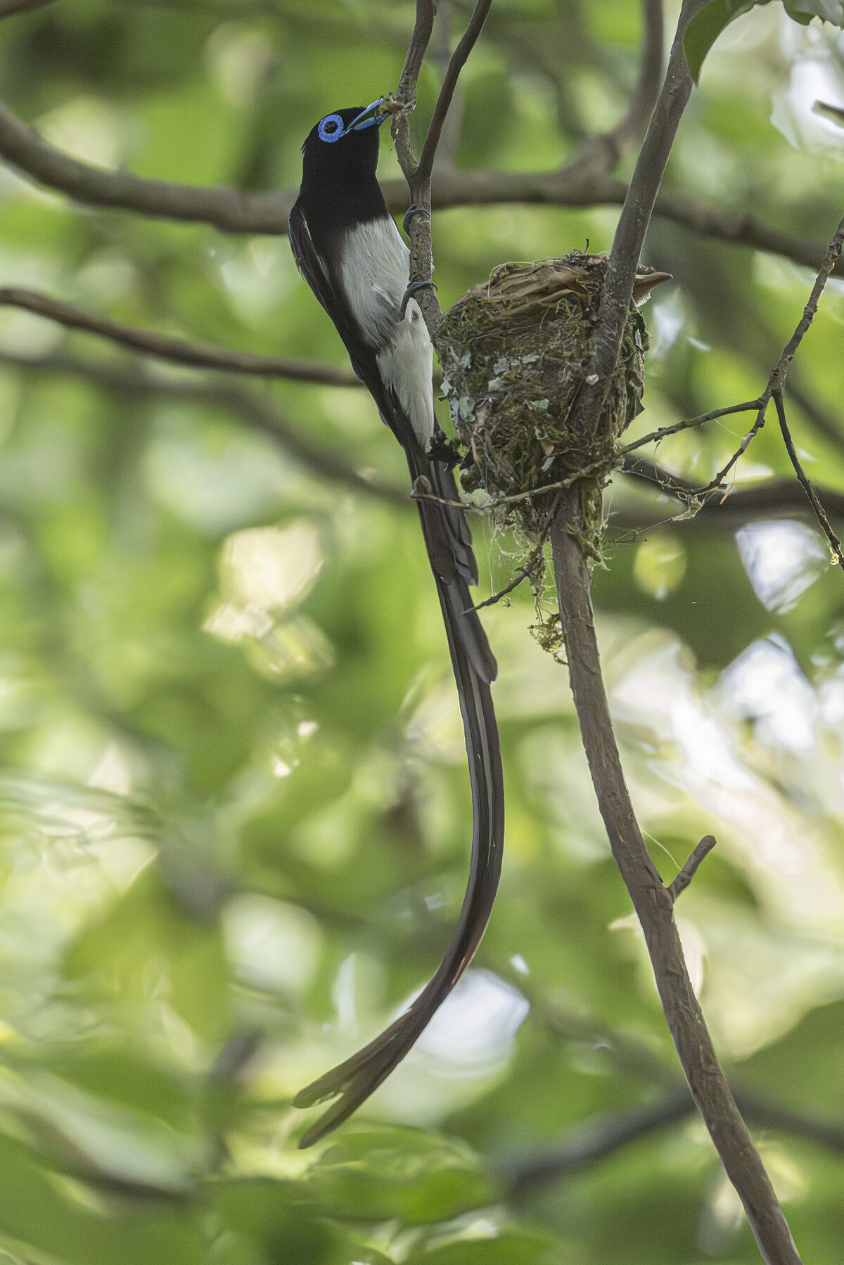 2025/07/23 今日は先日撮影したサンコウチョウの子育て状況 : 神戸の玉手箱 Vol3