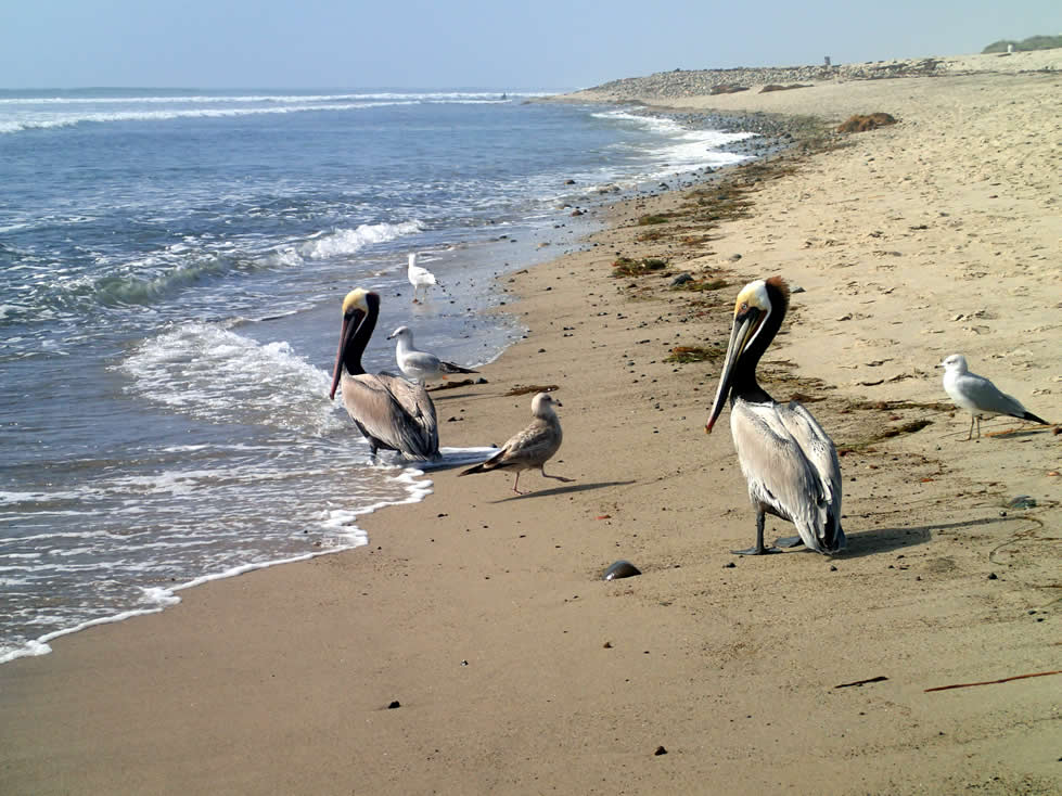 HOLYSMOKE : Josh Hall Fish Simmons 6'8"