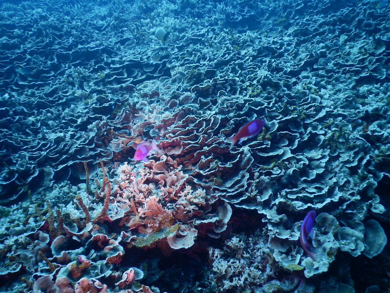 華やか3本(*^^)v : Dive Logs｜西表島ダイビングベース・ホットマングローブ