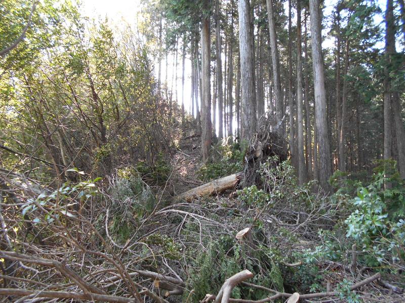 川上村、林道武木小川線_白屋辻から焼山_白屋岳_P1149 : ryokutyaの山行備忘録