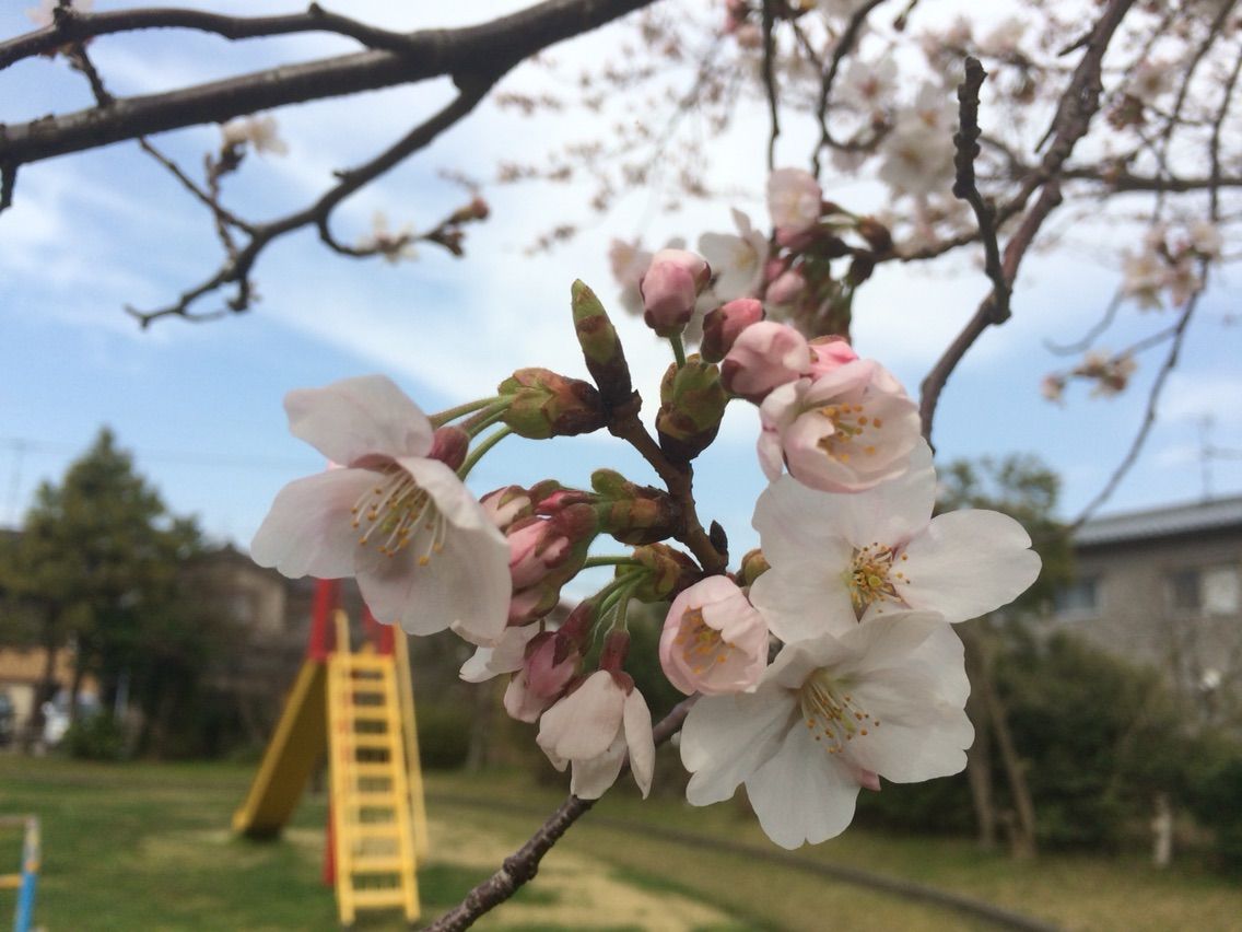 金沢の桜 2016 : 四郎兵衛さんの日常
